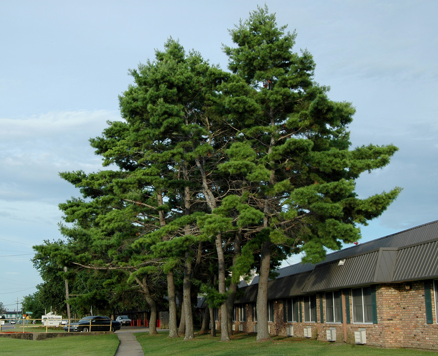 Spruce Pine | Bold Spring